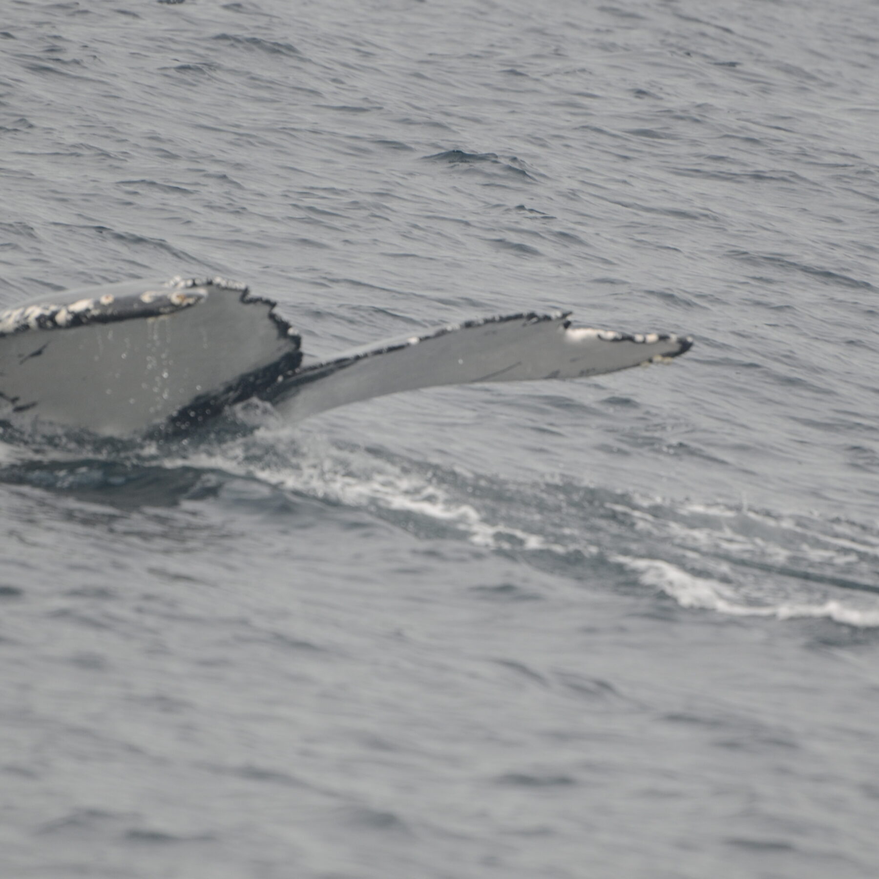 Ireland’s Most Famous Humpback, “Boomerang” Returns